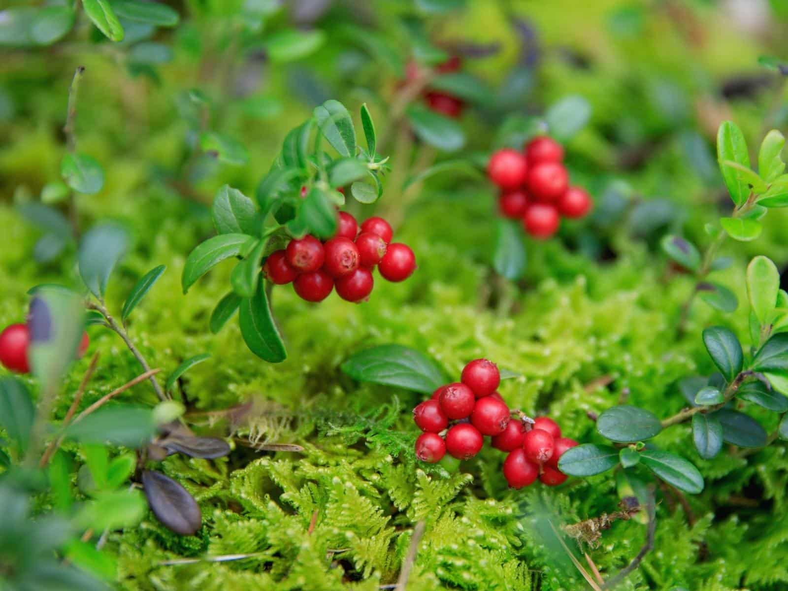 Puolukka - Vegefrendit