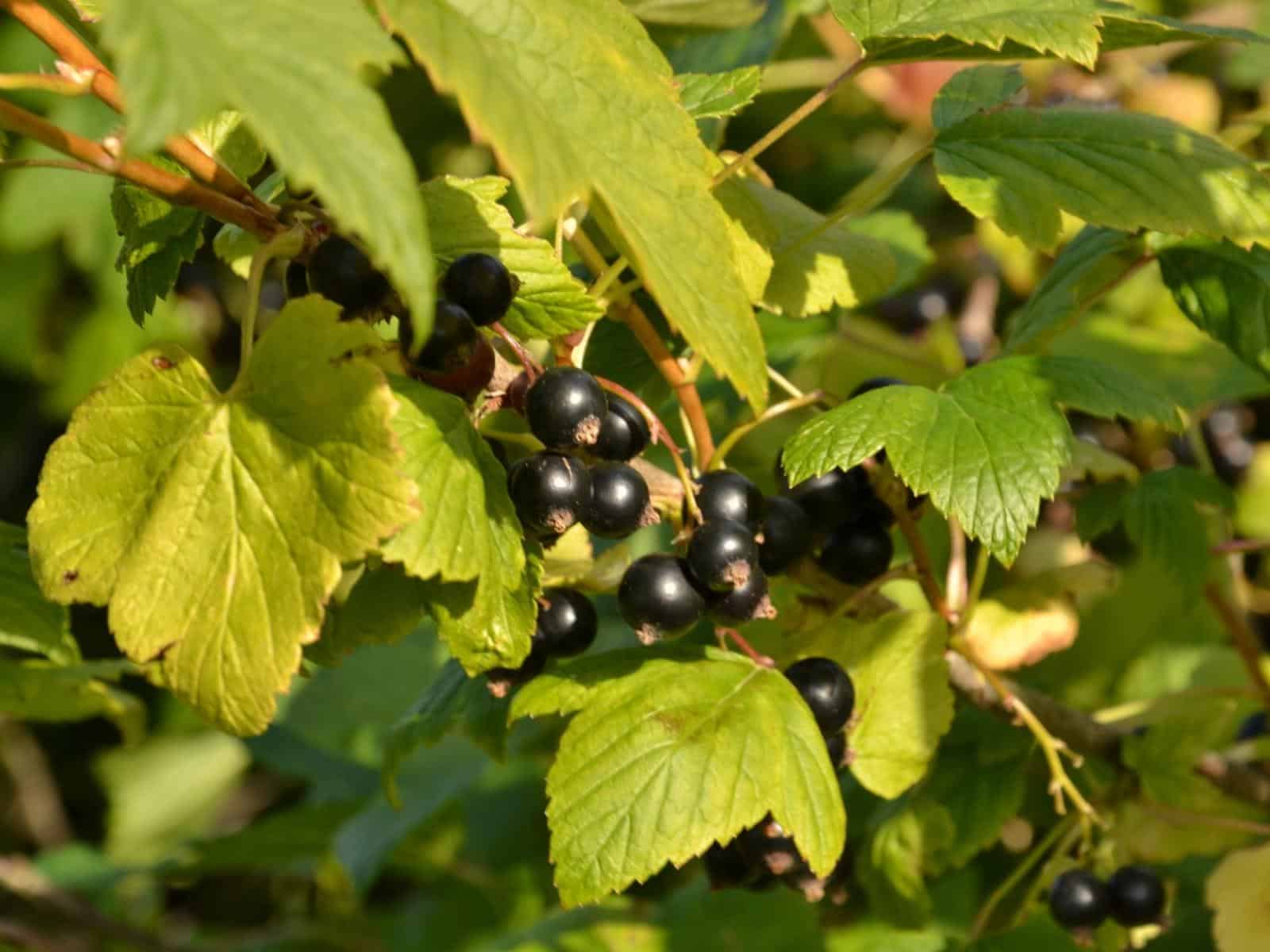 Mustaherukka - Vegefrendit