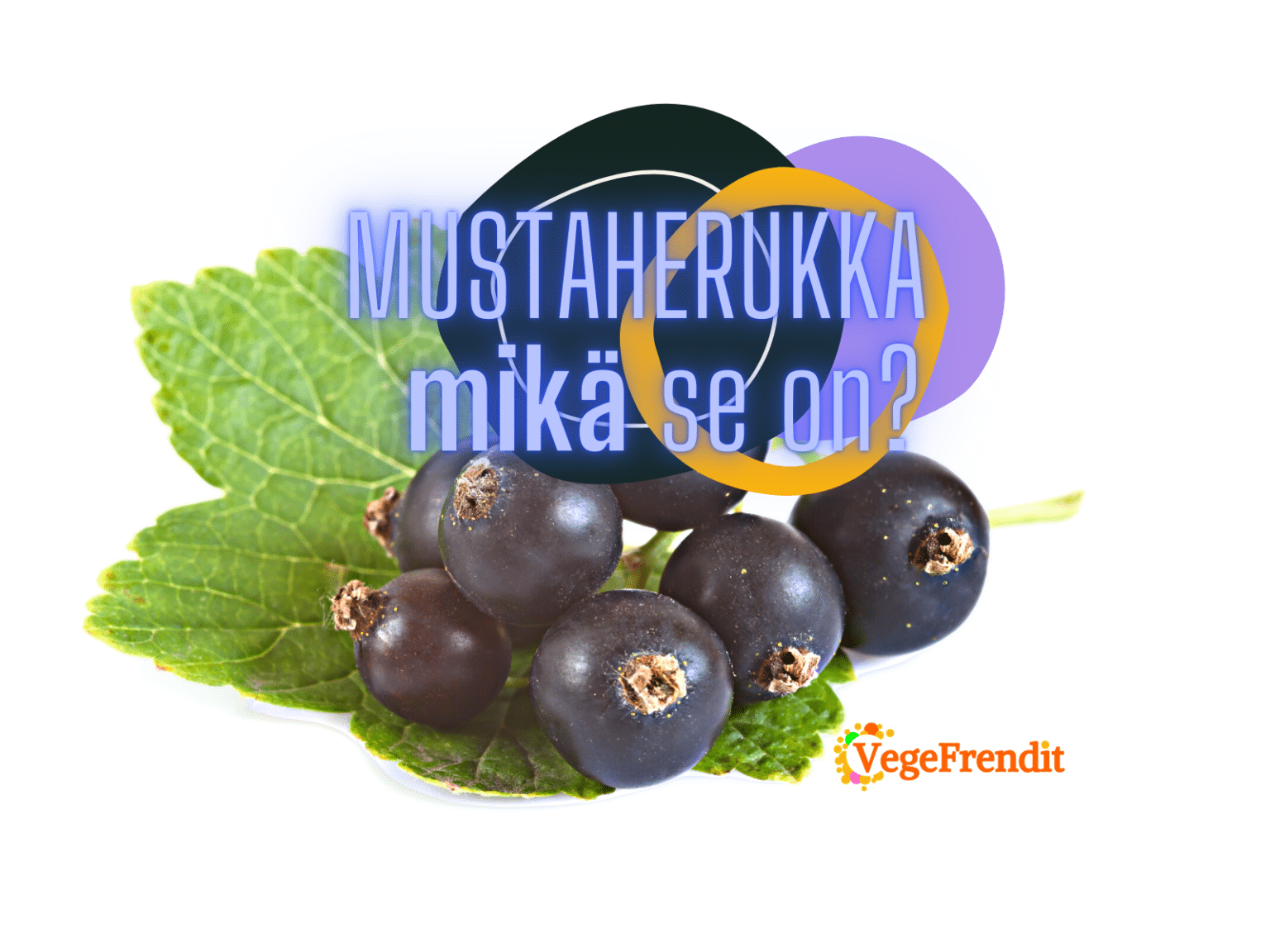 Mustaherukka - Vegefrendit