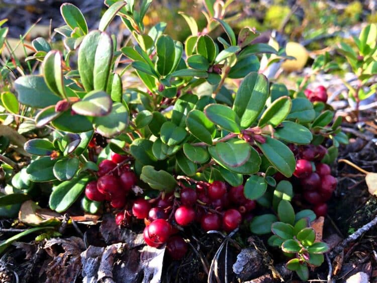 Puolukan terveysvaikutuksia - Vegefrendit
